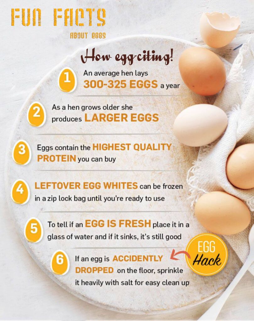 Fun Facts About Eggs Magsons Group Fun Facts About Eggs Magsons Group